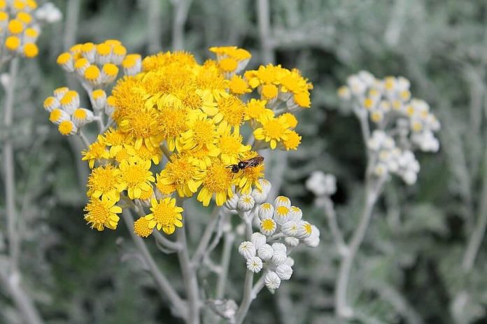 350+ Different Types Of Flowers With Names and Pictures (A-Z)