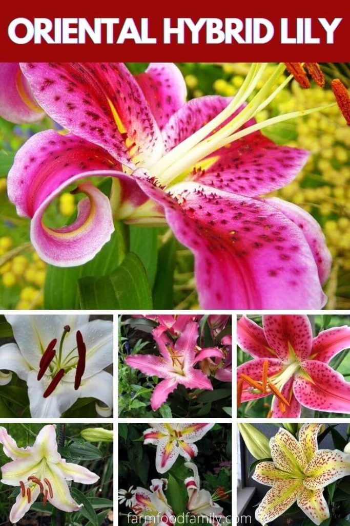 46+ Different Types Of Lilies With Names, Facts & Pictures