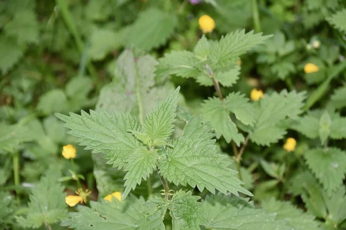 16+ Best Medicinal Plants And Their Uses (With Names and Pictures)