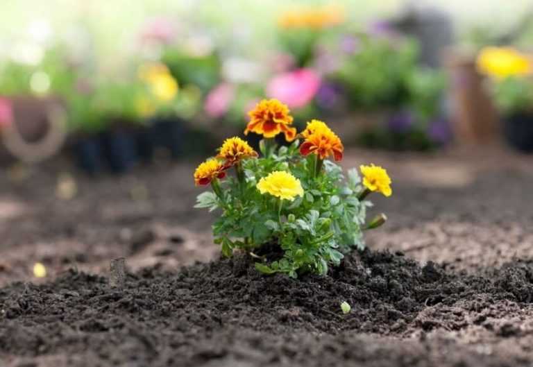 Marigold Flowers: Varieties, Uses, Meaning, Growing, and Care Tips