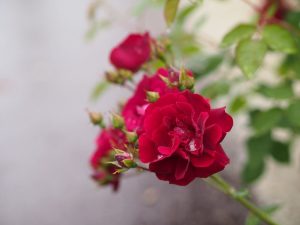 50+ Popular Types Of Roses With Pictures (By Names, Shapes, Colors)