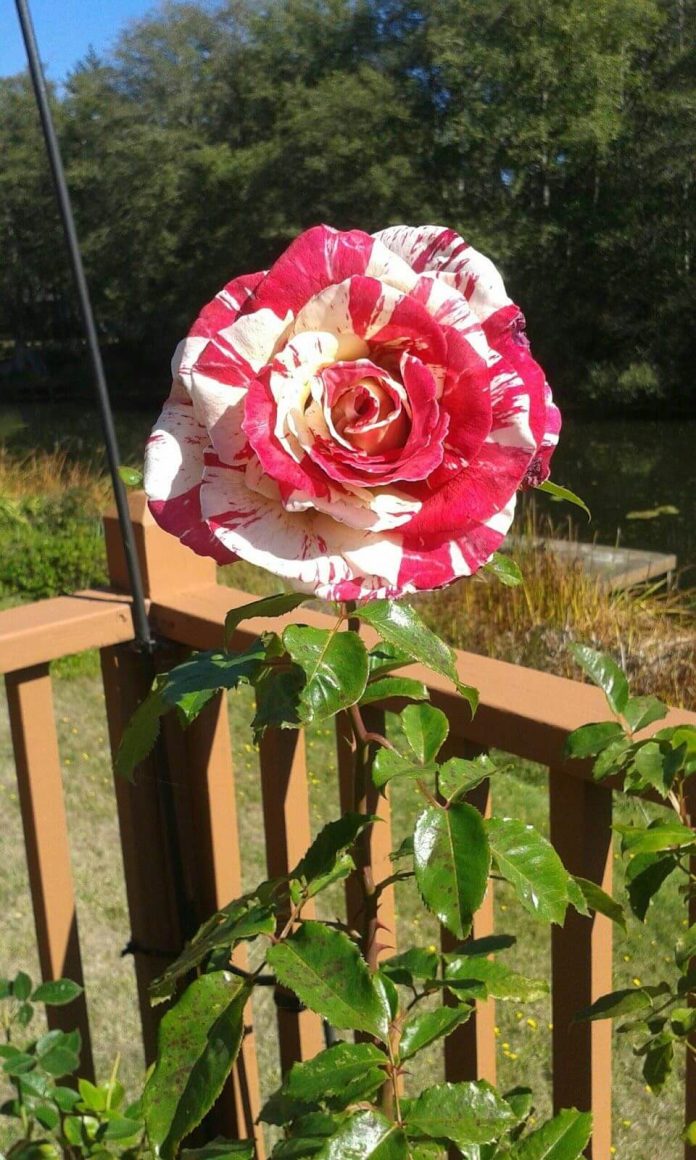 50+ Popular Types Of Roses With Pictures (By Names, Shapes, Colors)