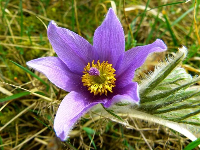 350+ Different Types Of Flowers With Names and Pictures (A-Z)