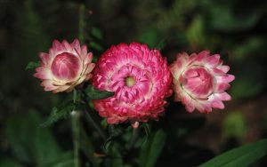 Strawflowers: How To Grow and Care For Xerochrysum Bracteatum