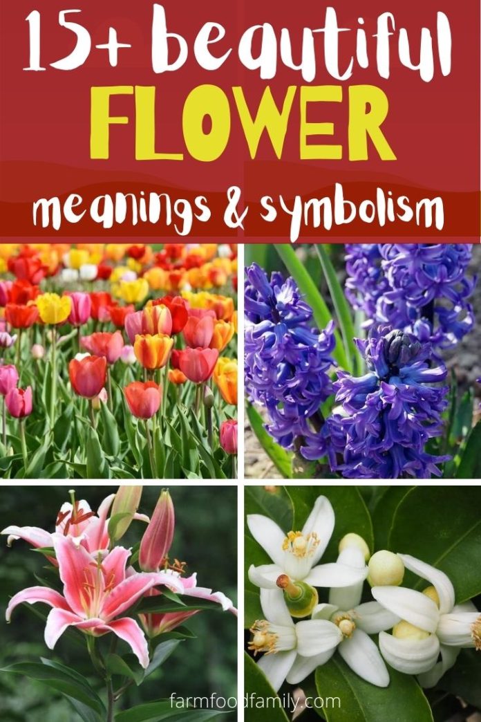Top 15 Flower Meanings: Flower Symbolism and Significance from History