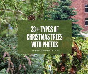 23+ Different Types Of Christmas Trees (With Pictures & Advantages)