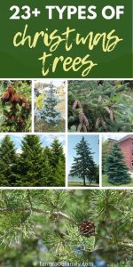 23+ Different Types Of Christmas Trees (With Pictures & Advantages)