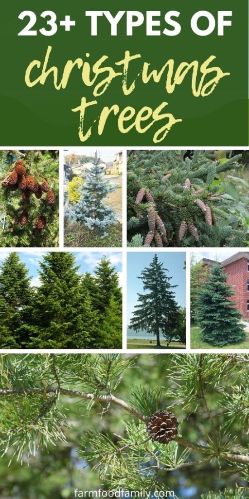 23+ Different Types Of Christmas Trees (With Pictures & Advantages)