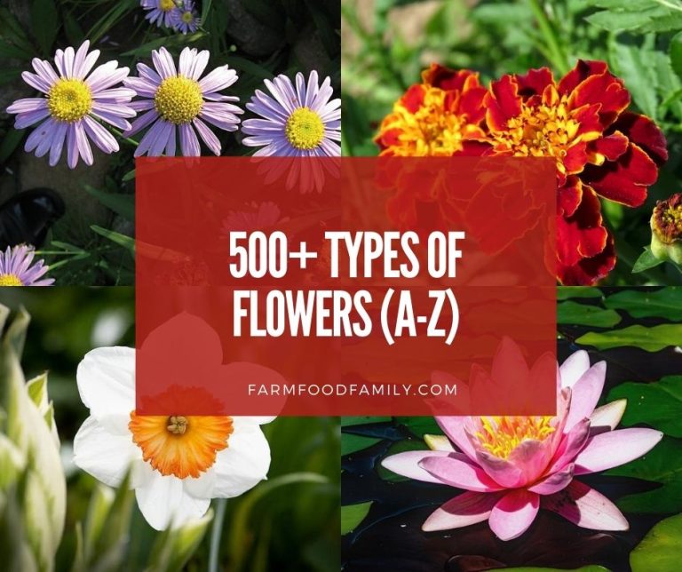 350+ Different Types Of Flowers With Names and Pictures (A-Z)