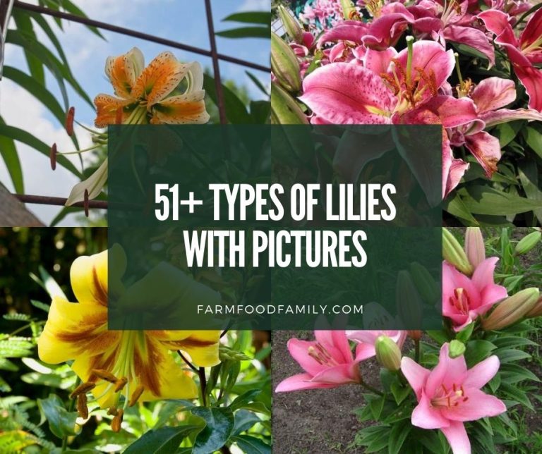46+ Different Types Of Lilies With Names, Facts & Pictures