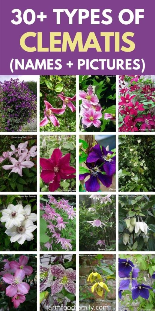 Clematis: 30 Varieties Of Clematis, Growing and Care For Leather Flower