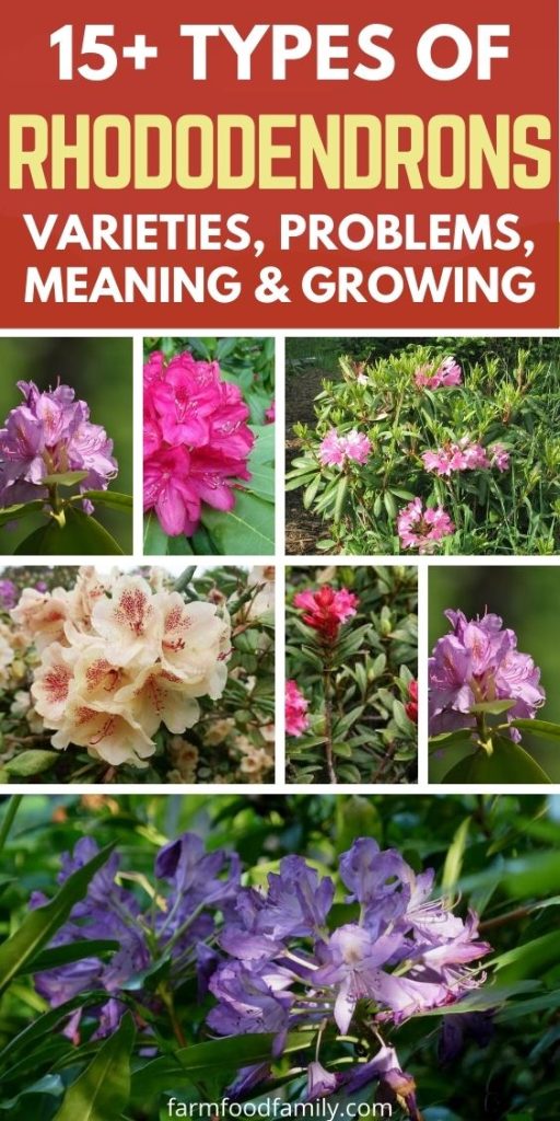 15+ Types Of Rhododendrons: Varieties, Problems, Meaning & Growing
