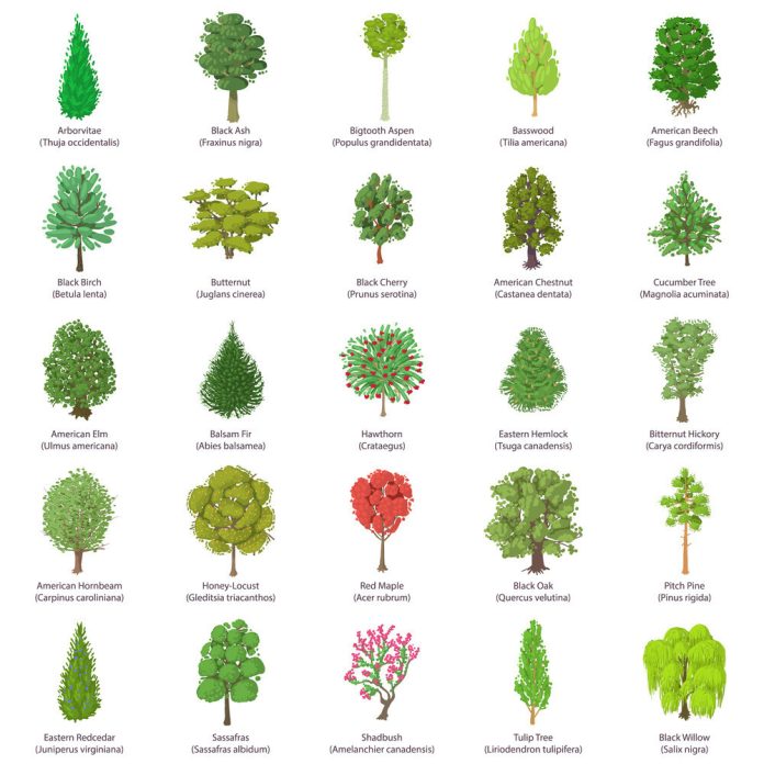 42+ Common Types Of Trees With Names, Facts, and Pictures