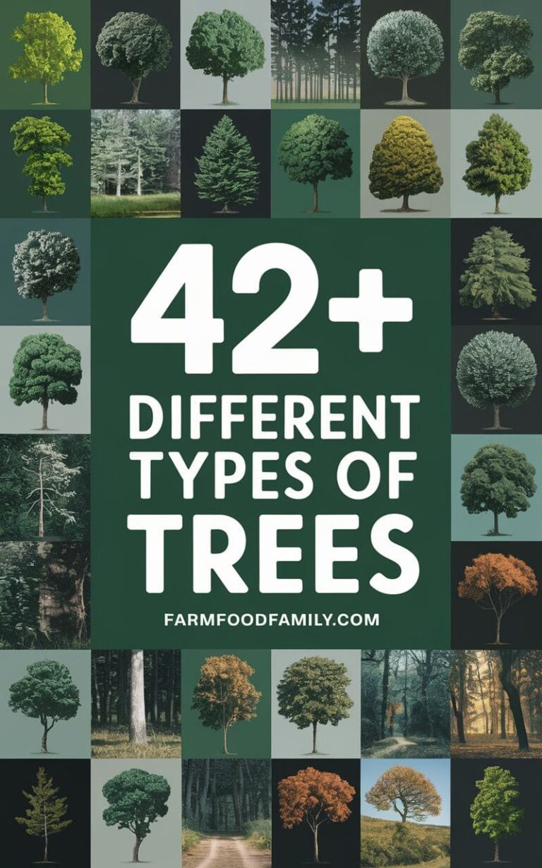 42+ Common Types Of Trees With Names, Facts, and Pictures