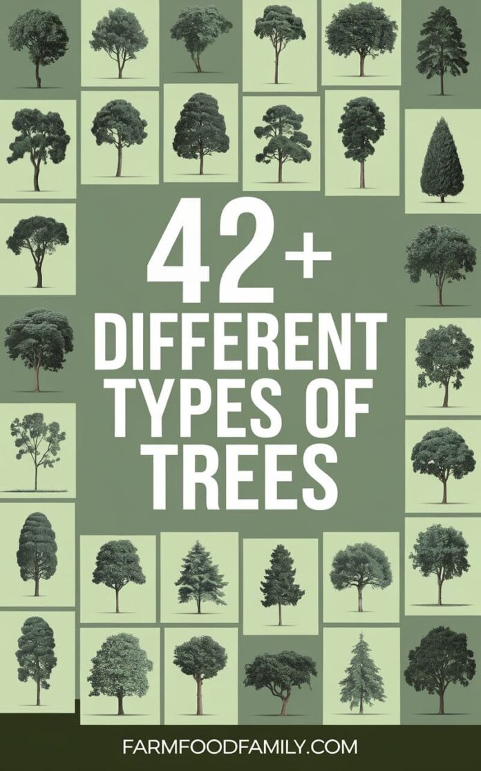 42+ Common Types Of Trees With Names, Facts, and Pictures