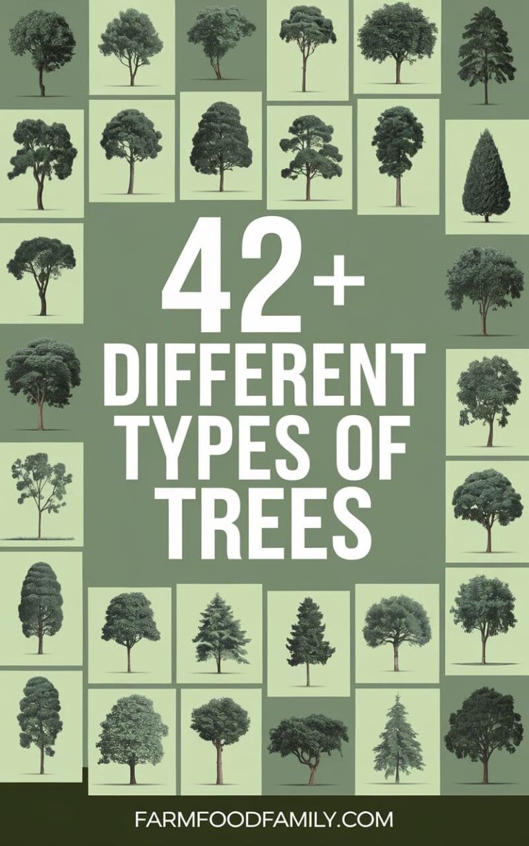 42+ Common Types Of Trees With Names, Facts, and Pictures