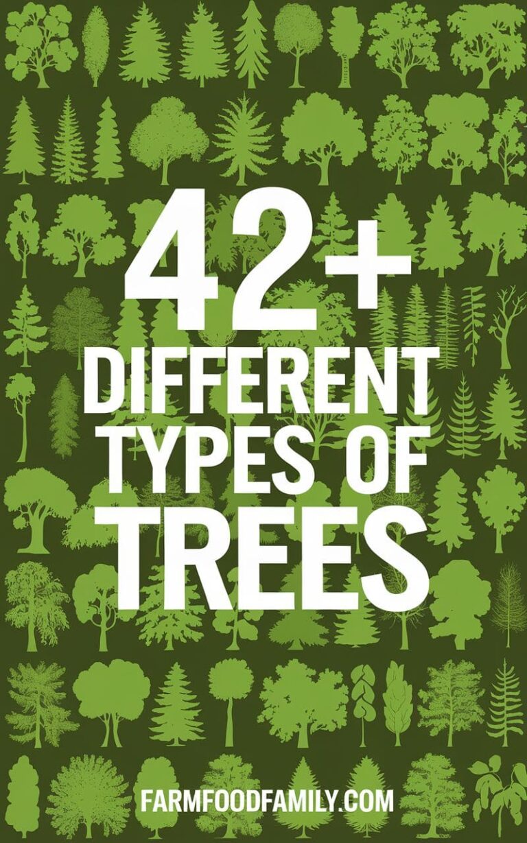 42+ Common Types Of Trees With Names, Facts, and Pictures