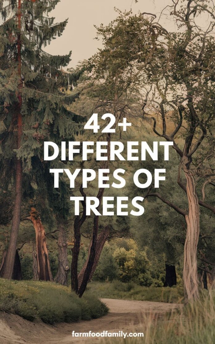 42+ Common Types Of Trees With Names, Facts, and Pictures