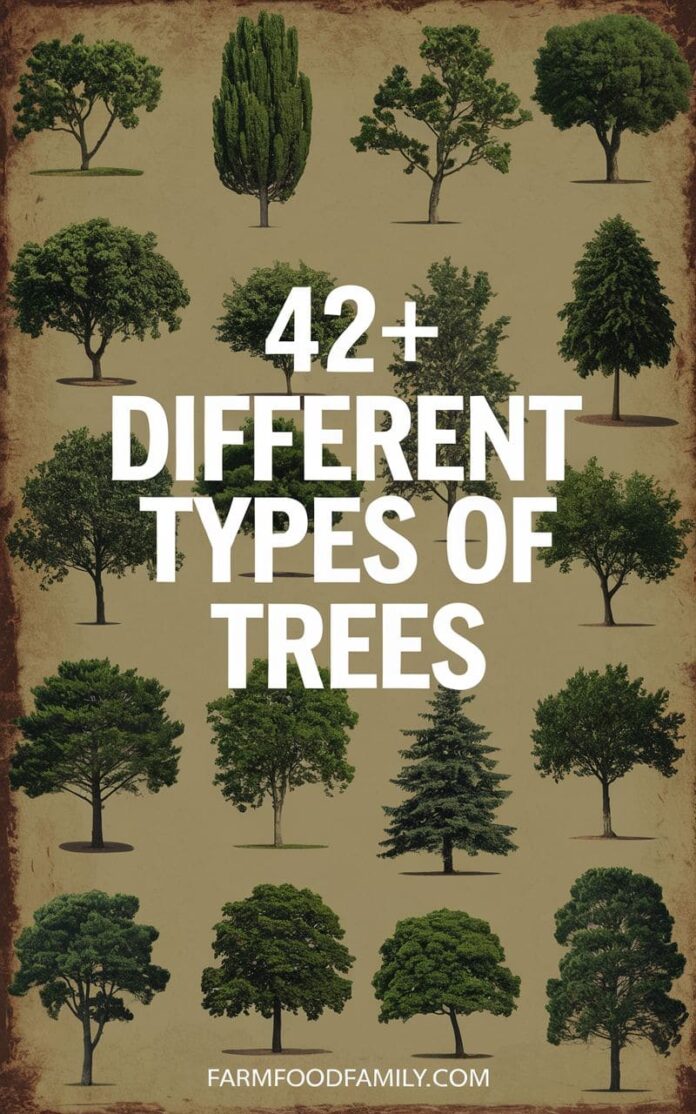 42+ Common Types Of Trees With Names, Facts, and Pictures