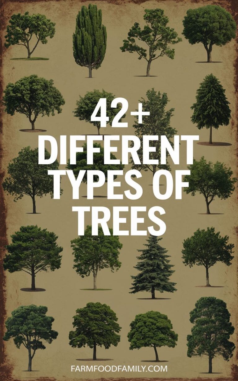 42+ Common Types Of Trees With Names, Facts, and Pictures
