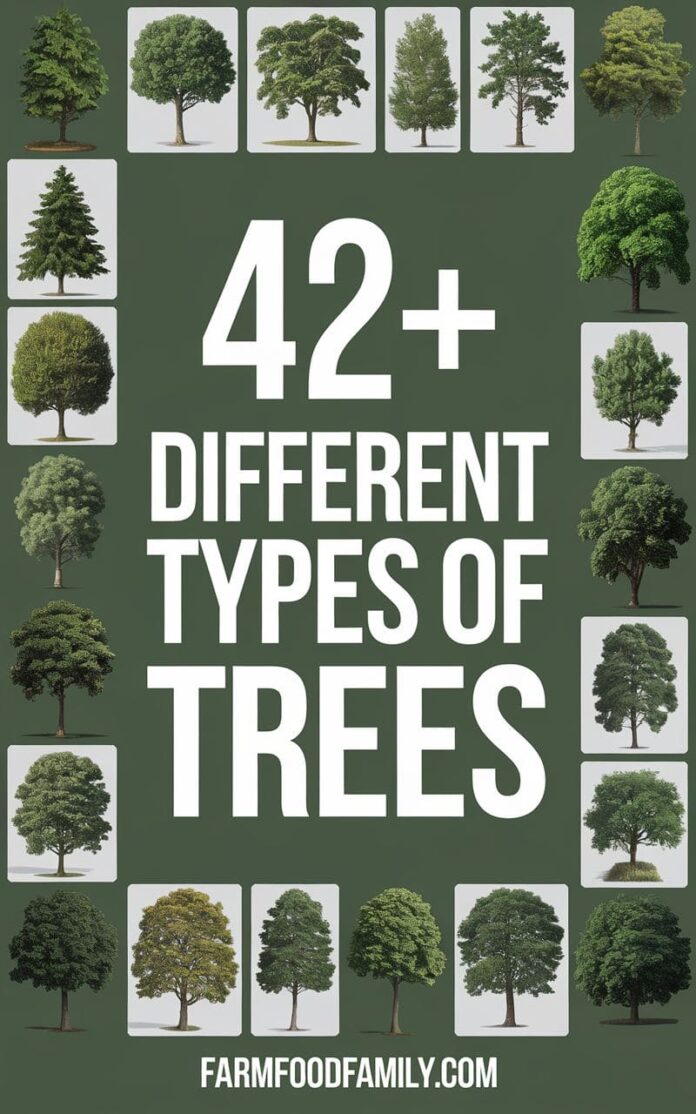 42+ Common Types Of Trees With Names, Facts, and Pictures