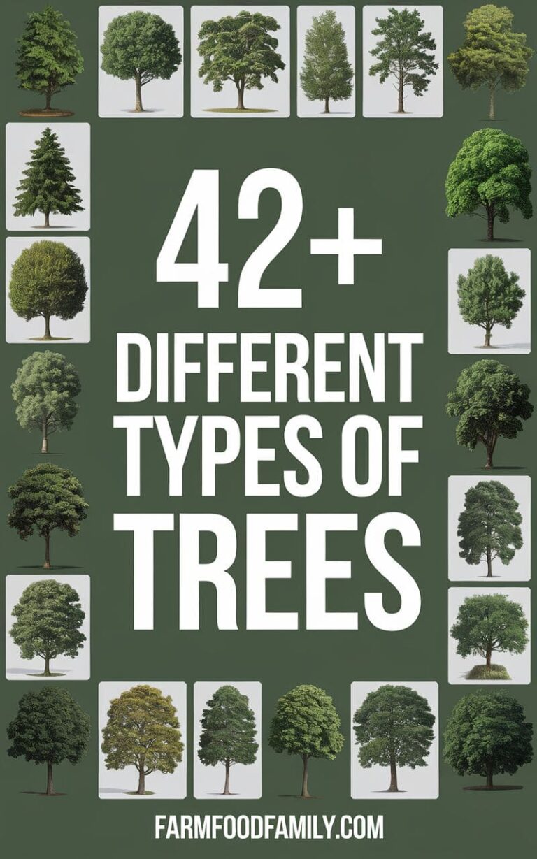 42+ Common Types Of Trees With Names, Facts, and Pictures