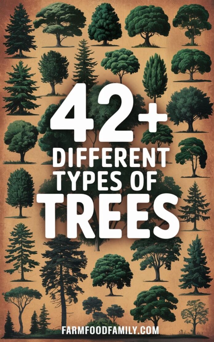 42+ Common Types Of Trees With Names, Facts, and Pictures