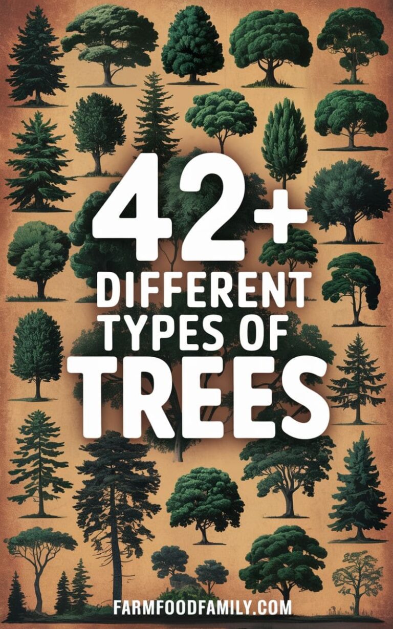 42+ Common Types Of Trees With Names, Facts, and Pictures