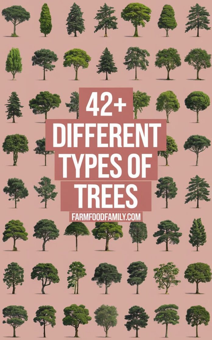 42+ Common Types Of Trees With Names, Facts, and Pictures