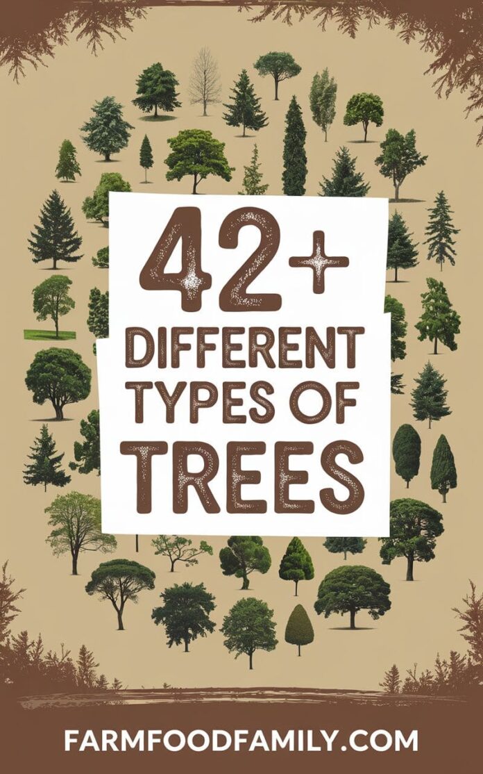 42+ Common Types Of Trees With Names, Facts, and Pictures