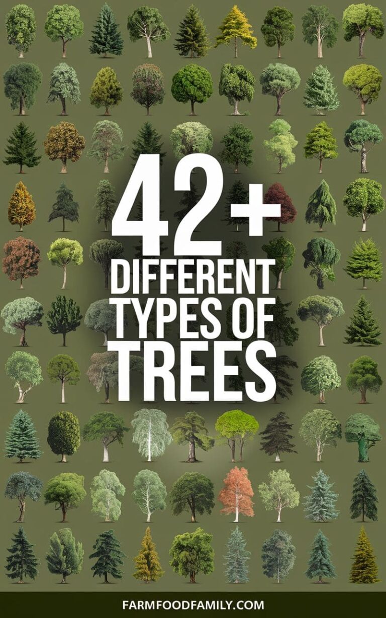 42+ Common Types Of Trees With Names, Facts, and Pictures
