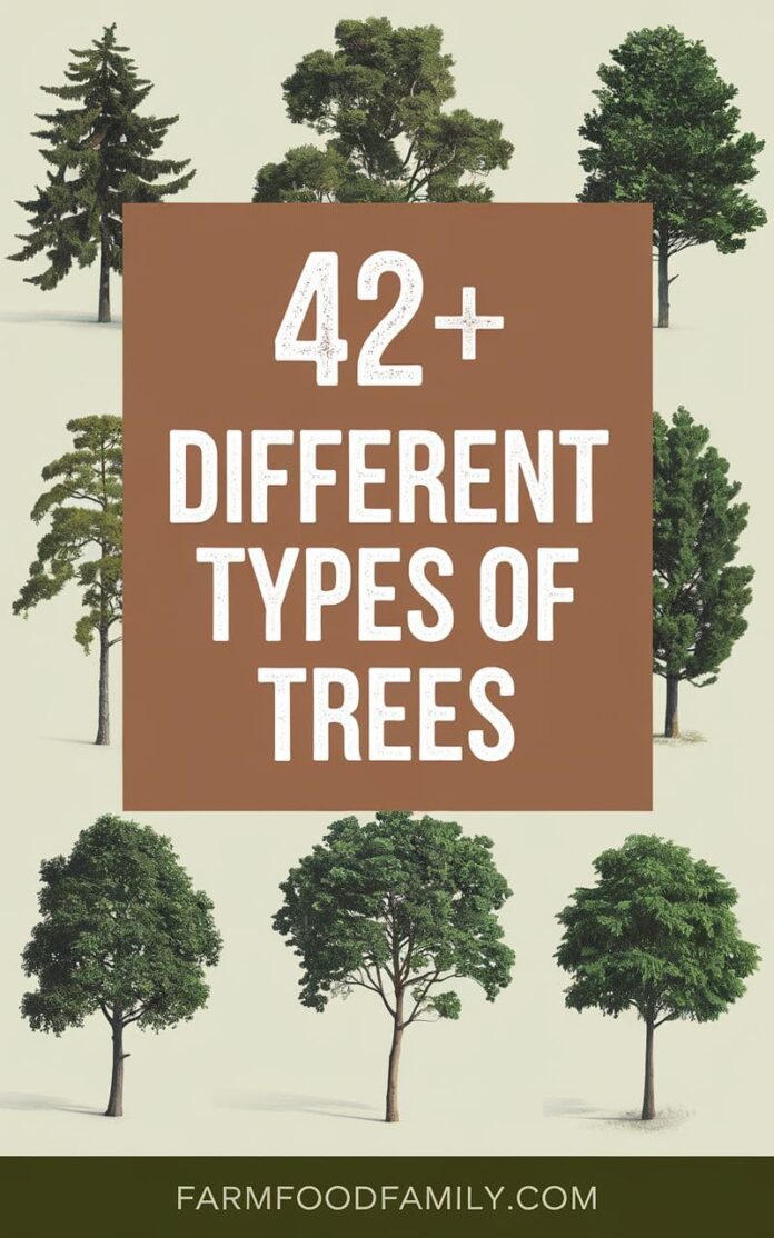 42+ Common Types Of Trees With Names, Facts, and Pictures