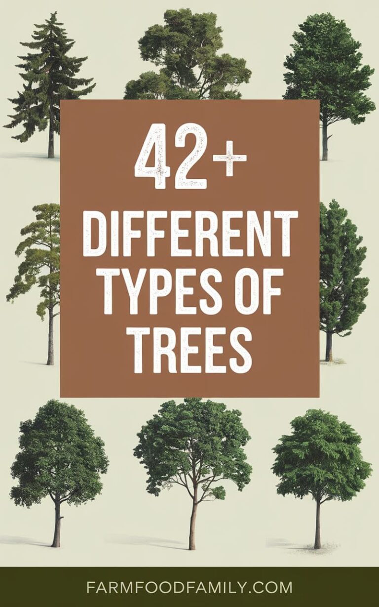 42+ Common Types Of Trees With Names, Facts, and Pictures