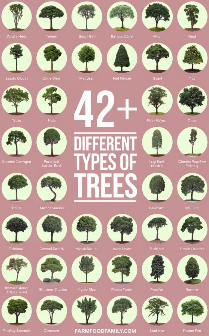 42+ Common Types Of Trees With Names, Facts, and Pictures
