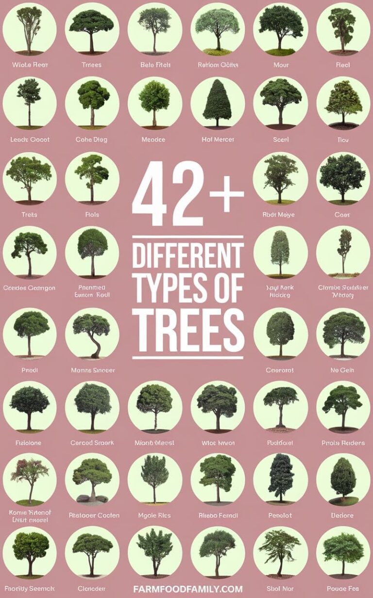 42+ Common Types Of Trees With Names, Facts, and Pictures