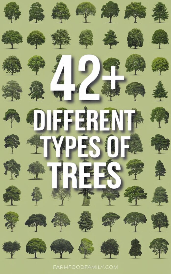42+ Common Types Of Trees With Names, Facts, and Pictures