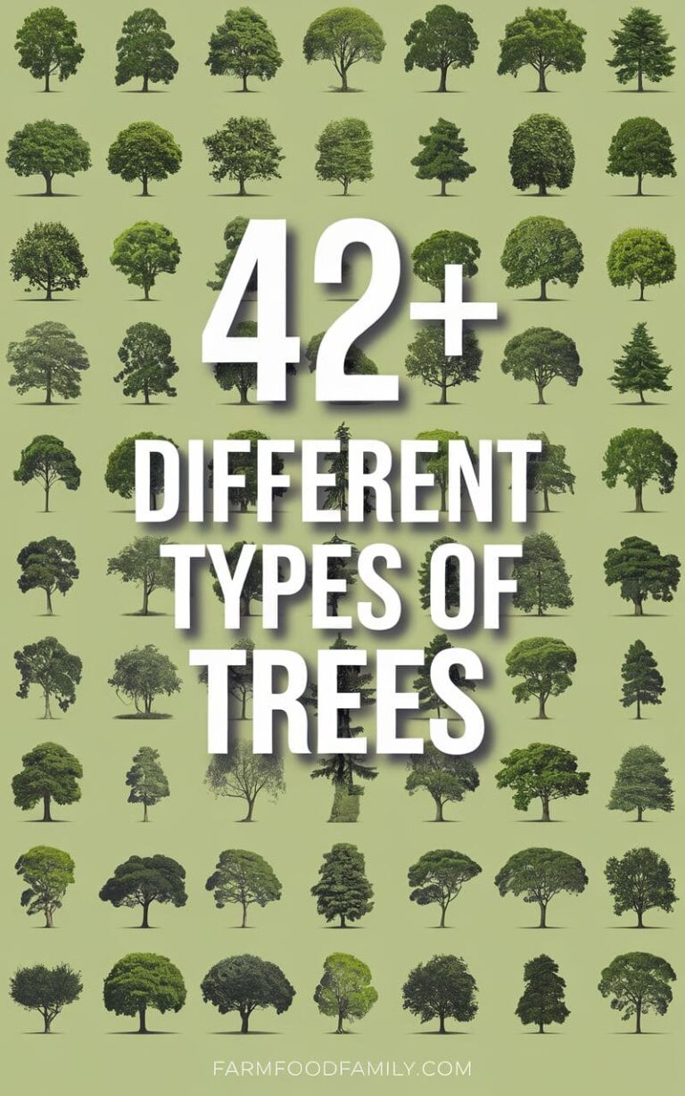 42+ Common Types Of Trees With Names, Facts, and Pictures