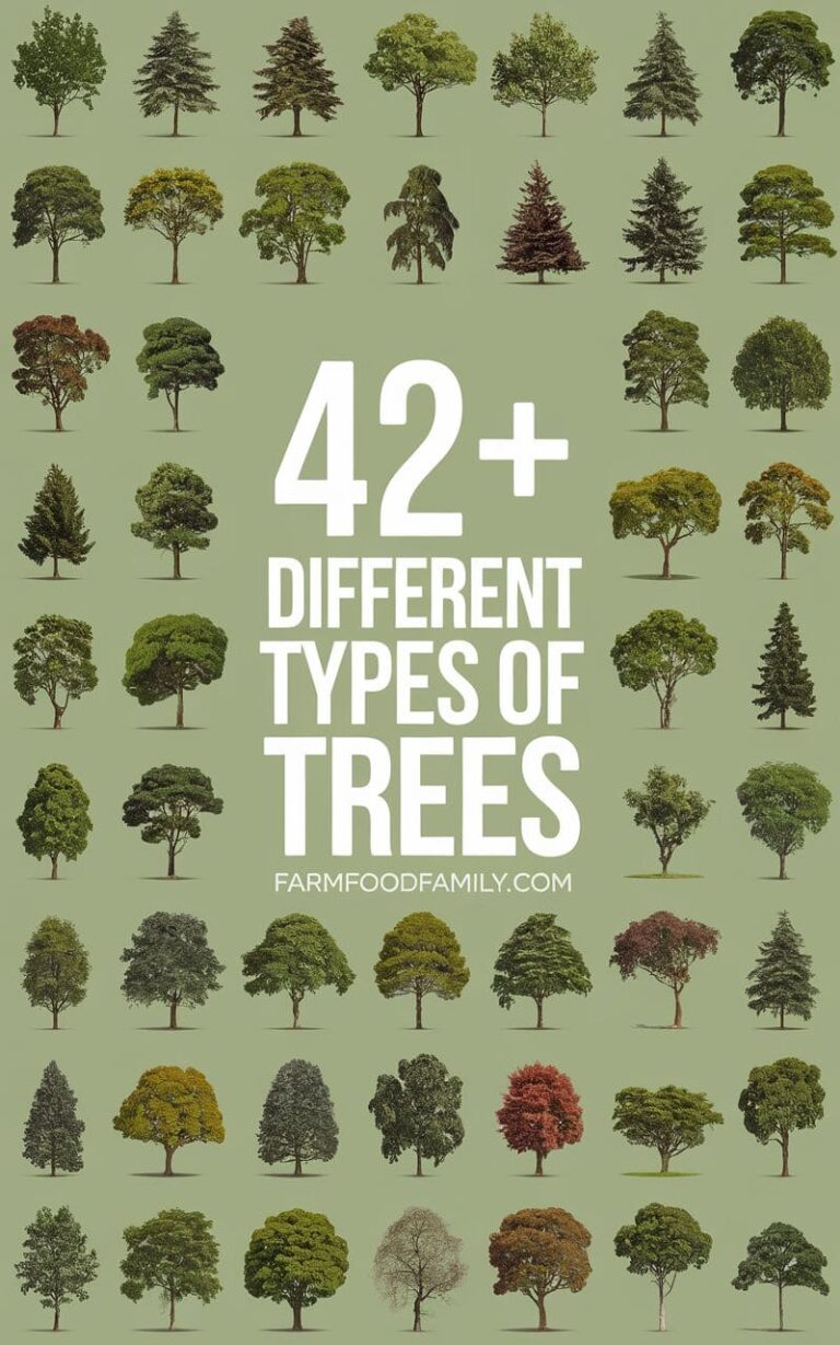 42+ Common Types Of Trees With Names, Facts, and Pictures