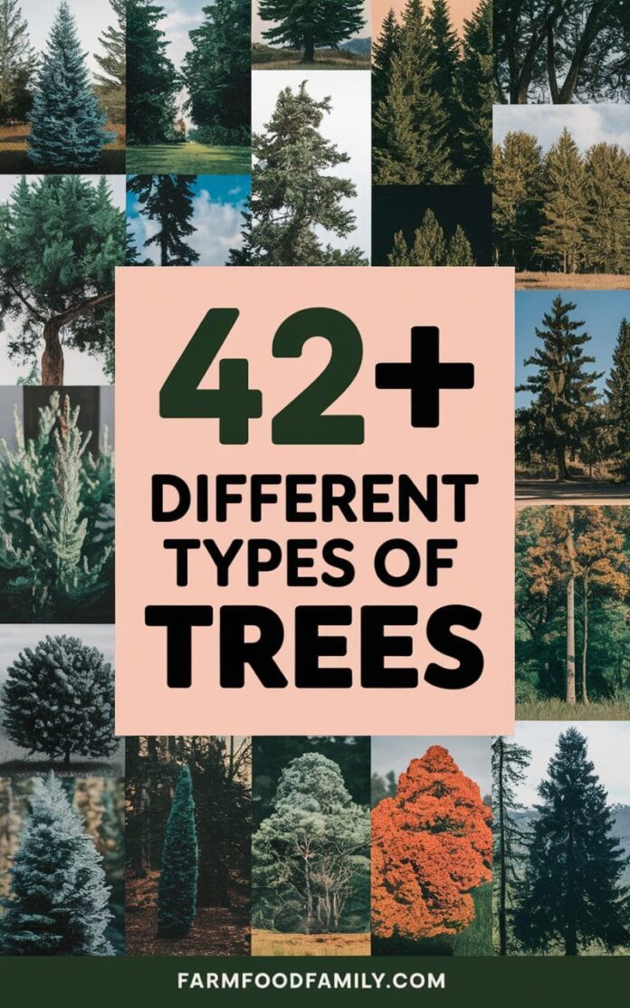 42+ Common Types Of Trees With Names, Facts, and Pictures