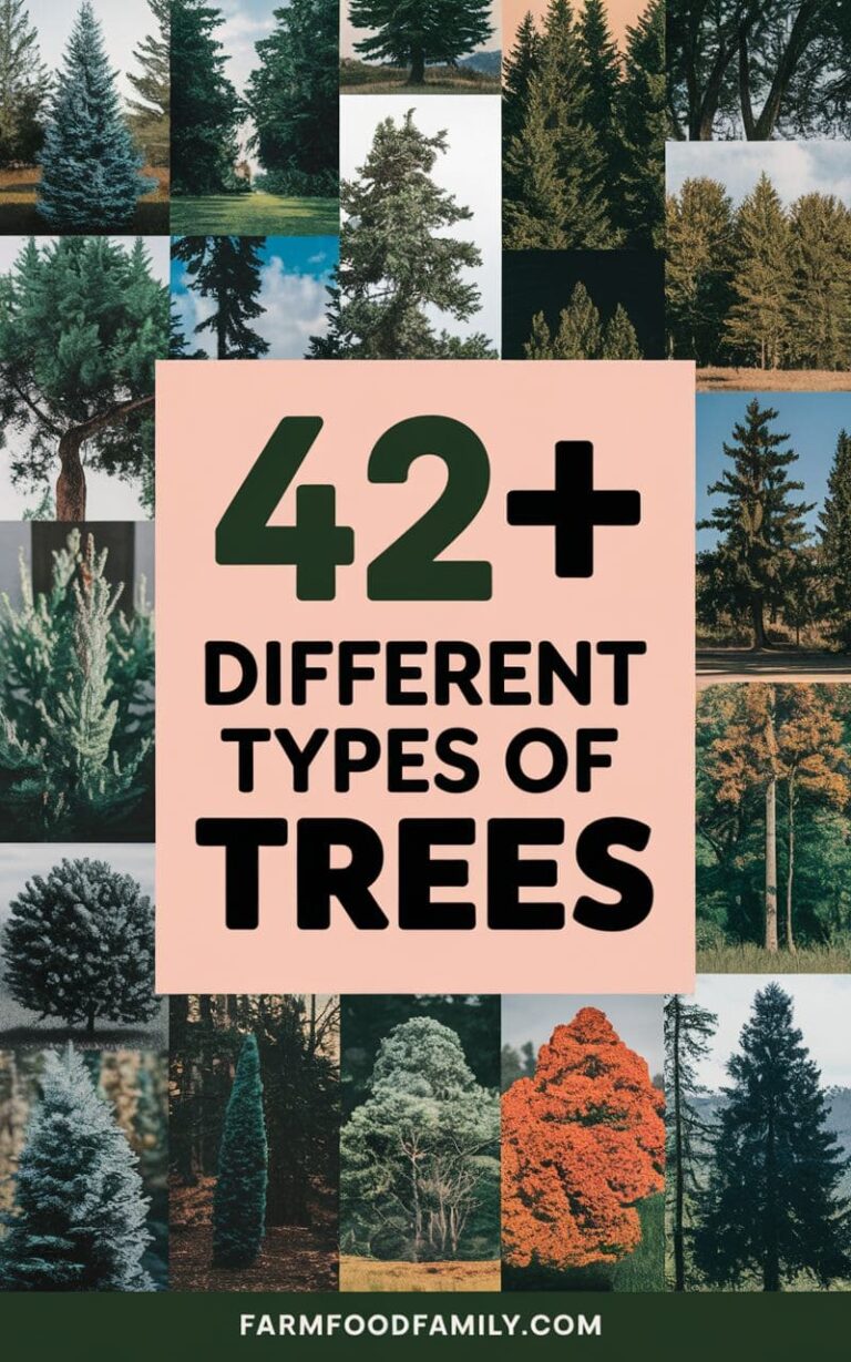 42+ Common Types Of Trees With Names, Facts, and Pictures