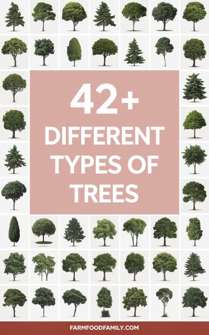 42+ Common Types Of Trees With Names, Facts, and Pictures
