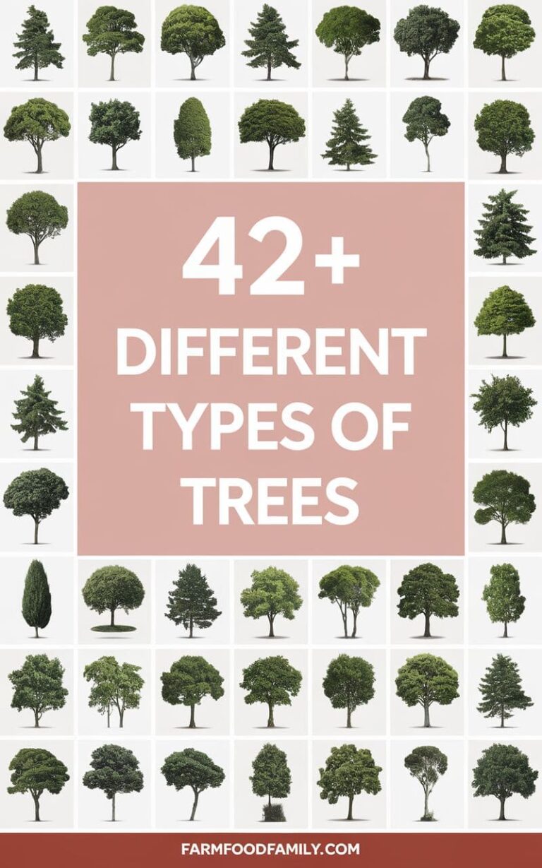 42+ Common Types Of Trees With Names, Facts, and Pictures