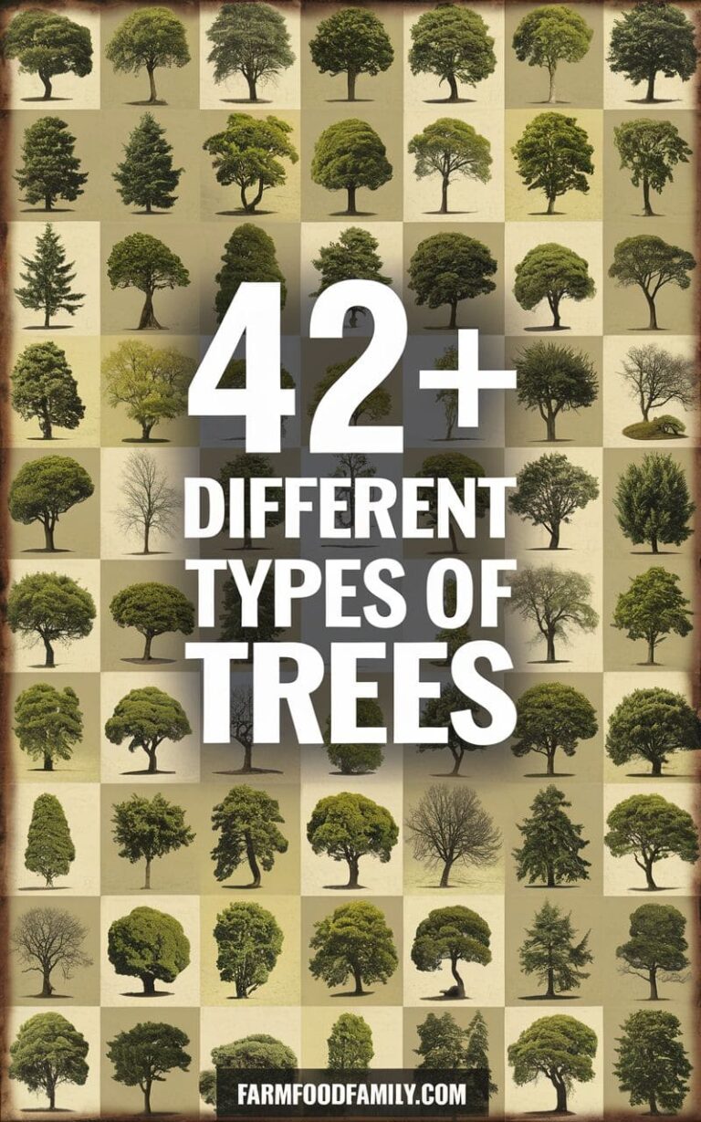 42+ Common Types Of Trees With Names, Facts, and Pictures