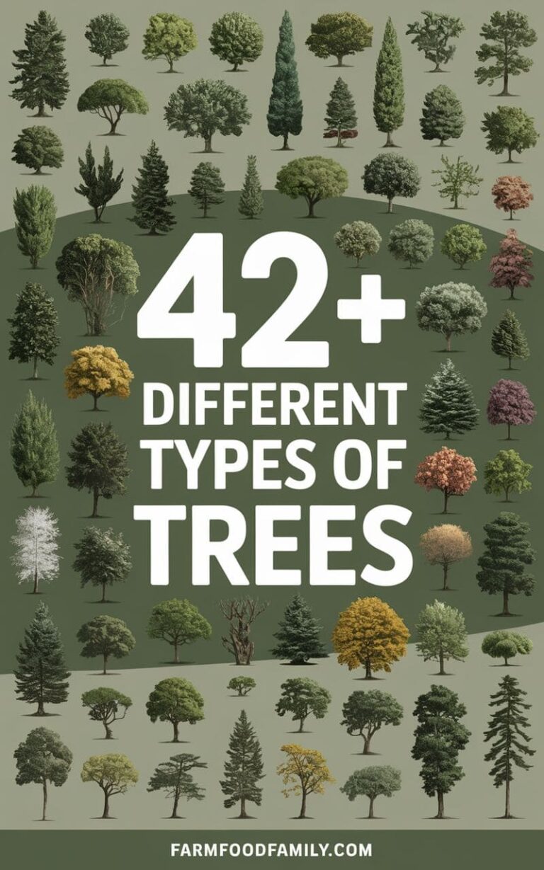 42+ Common Types Of Trees With Names, Facts, and Pictures