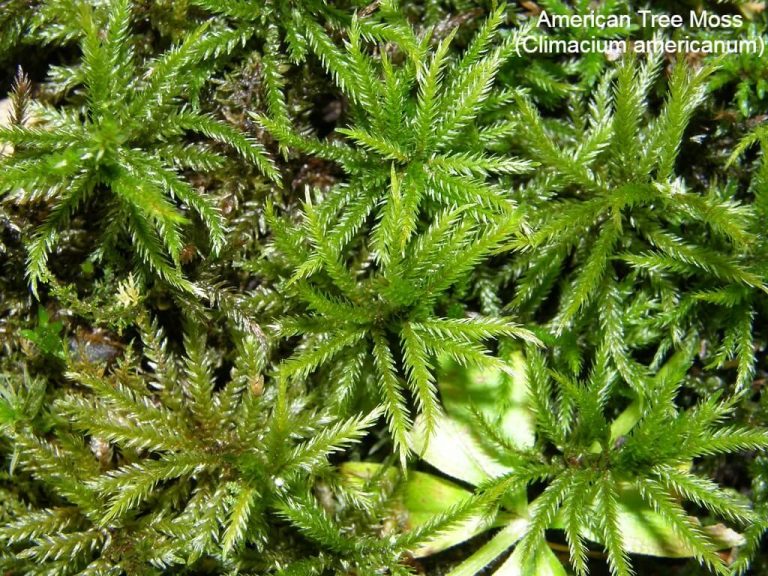 30+ Popular Types Of Mosses With Names, Pictures and Their Uses
