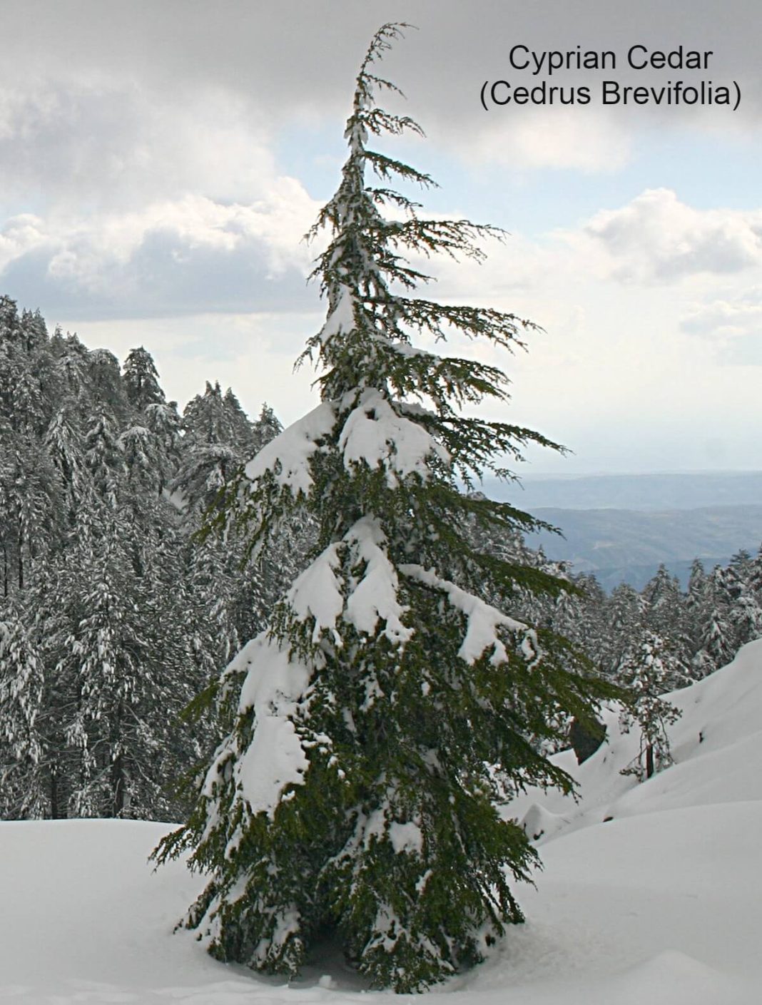 10+ Different Types Of Cedar Trees & Wood With Identification & Pictures
