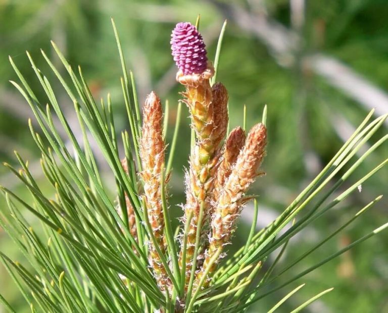 60+ Different Types Of Pine Trees (With Names and Pictures)