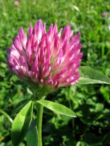 51+ Different Types Of Clovers With Names, Facts and Pictures