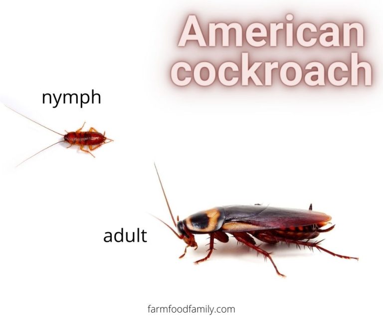 29+ Different Types Of Cockroaches With Pictures: Roach Identification Tips