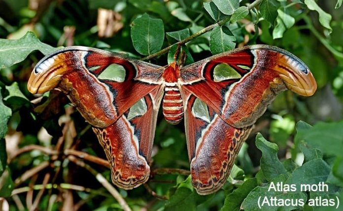 38+ Different Types Of Moths With Identification (Names and Pictures)